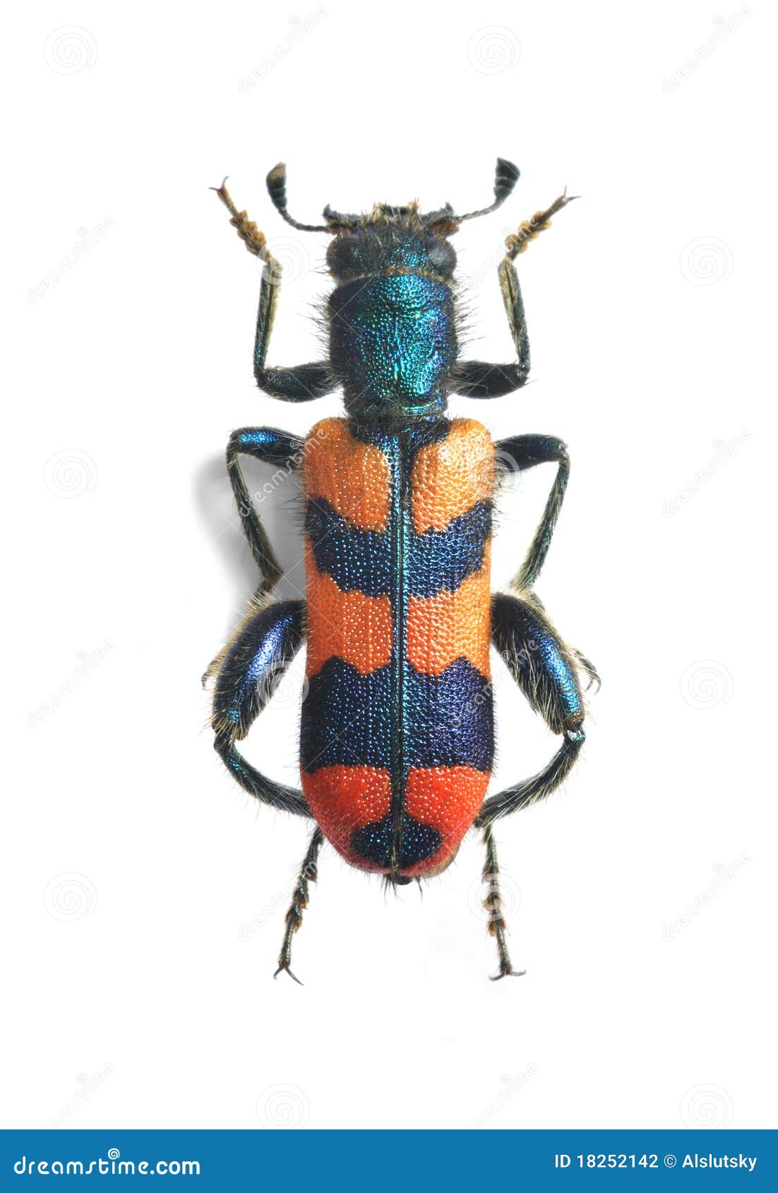 Beetle Trichodes affinis stock photo. Image of collection - 18252142