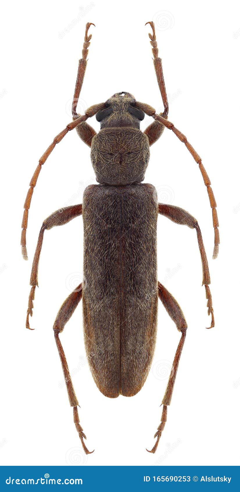 Beetle Trichoferus Campestris Stock Image - Image of biology, white ...