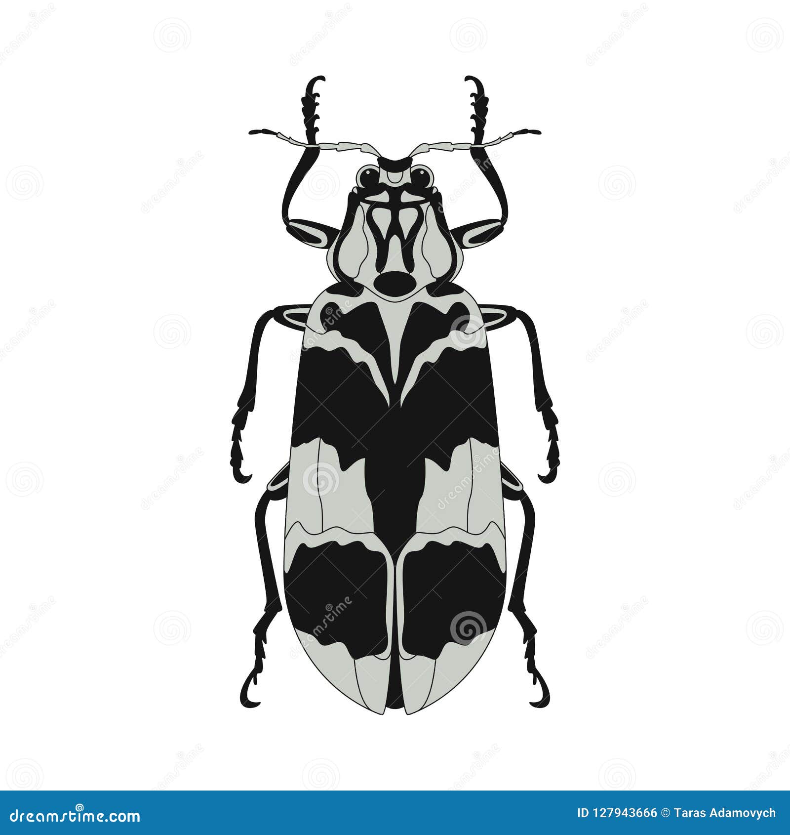 Beetle Vector Illustration Front Side Flat Stock Vector - Illustration ...
