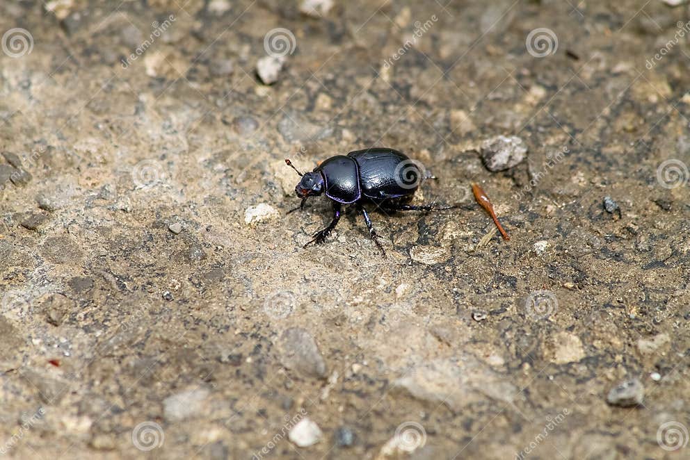 Beetle Walking Around Rocky Terrain. Stock Photo - Image of zoology ...