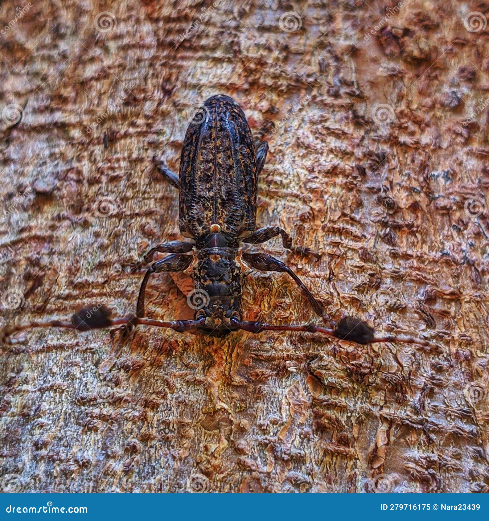 A beetle walking on a log stock image. Image of beautiful - 279716175