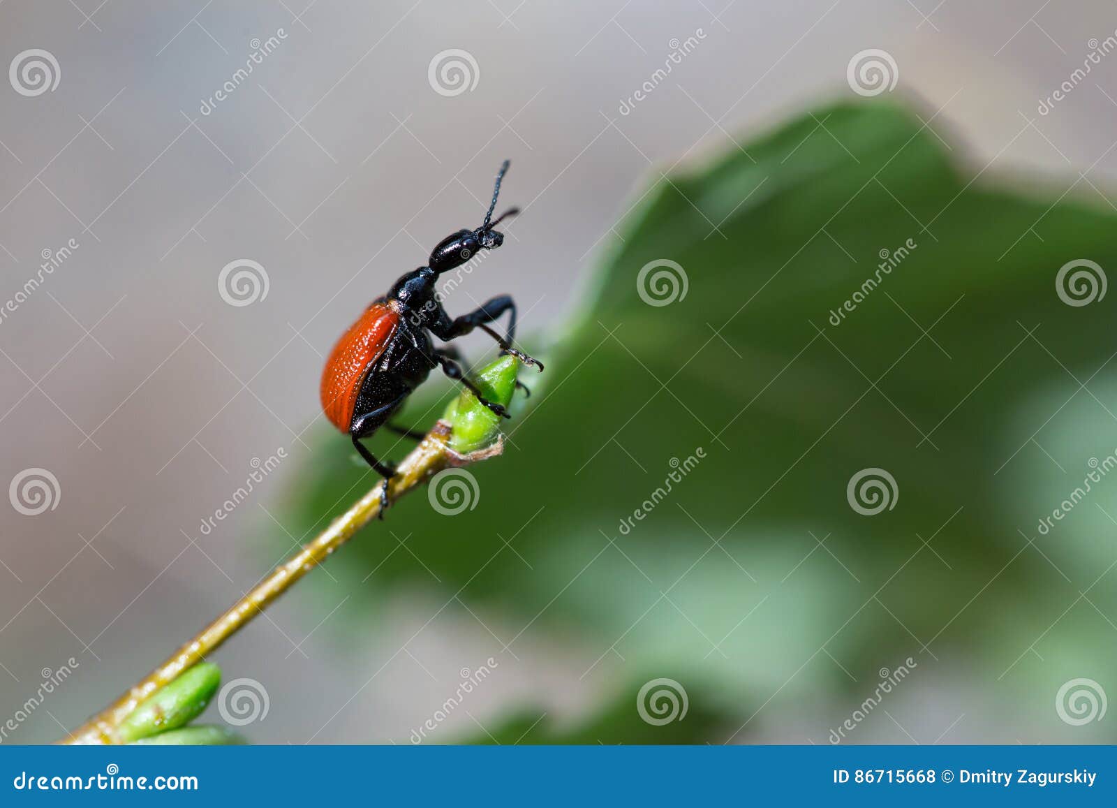 Beetle Walnut Weevils on Birch Leaf Stock Photo - Image of arthropoda ...