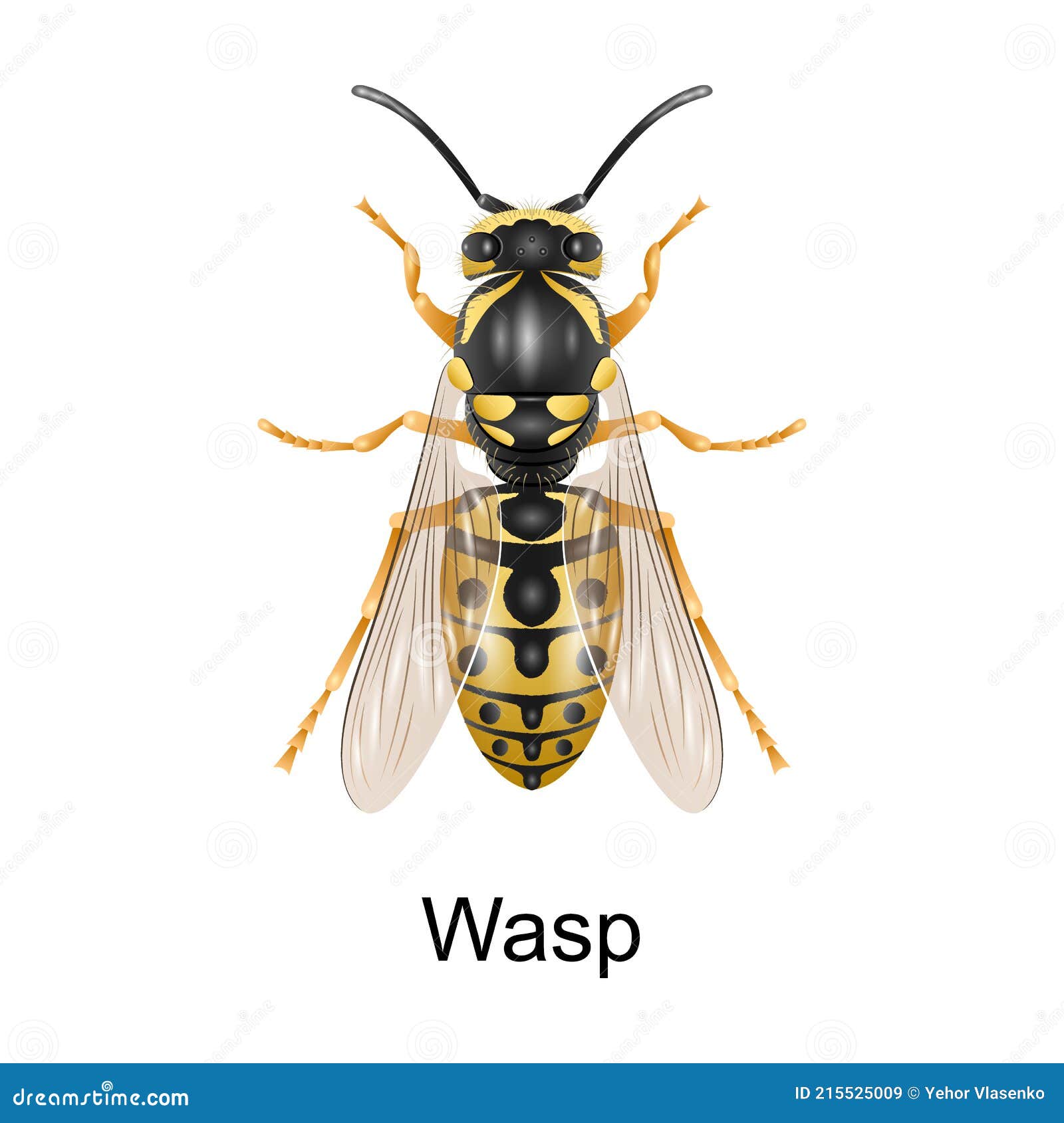 Wasp Vector Silhouette Illustration Isolated On White Background. Honey ...