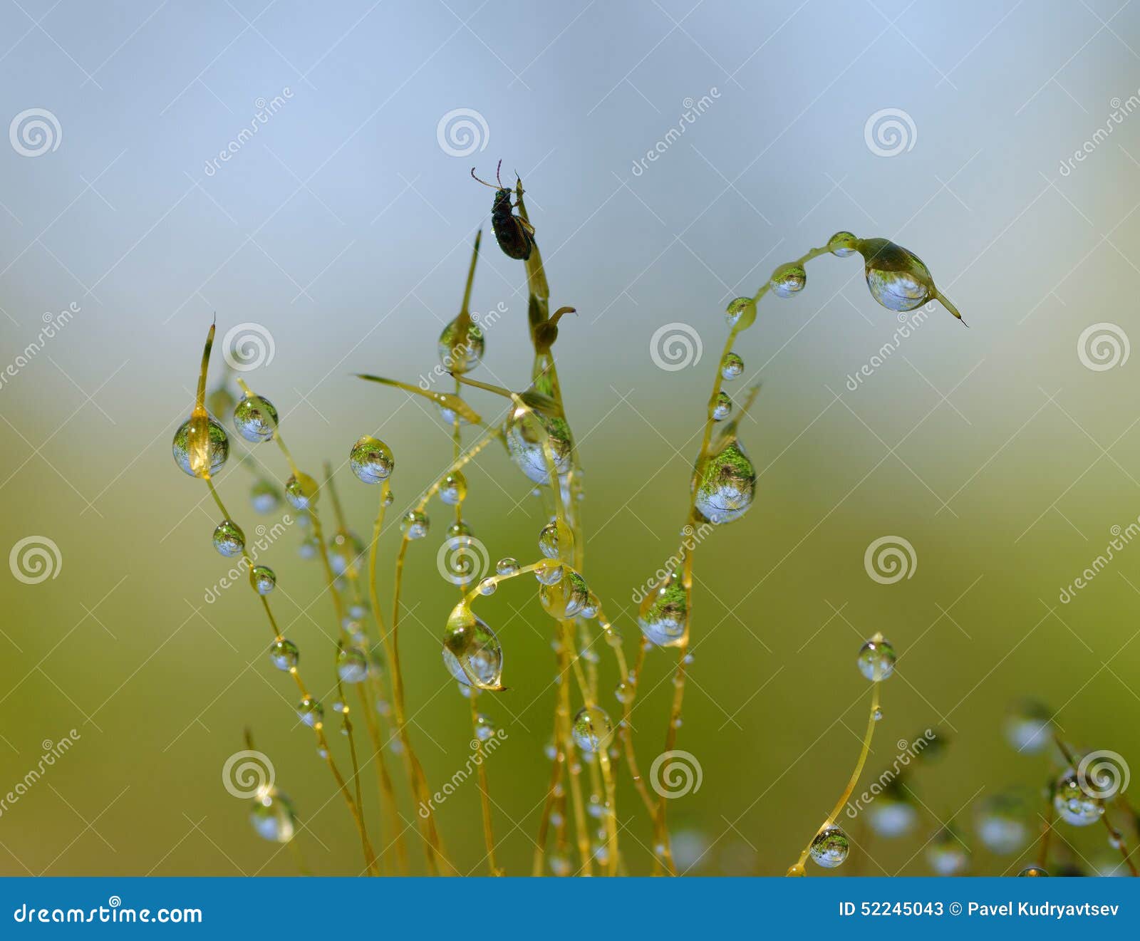 Beetle and Water Drops on Stems of Moss in Forest Stock Image - Image ...