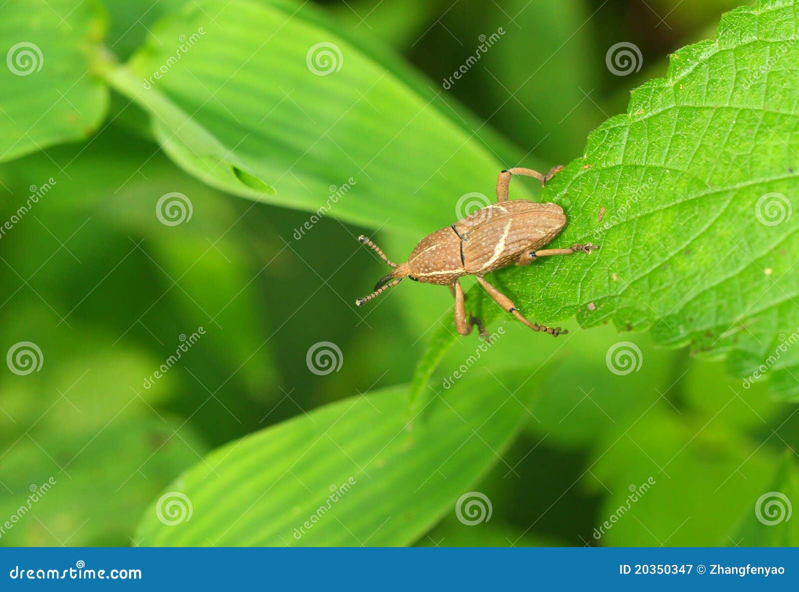 Beetle weevil stock image. Image of nature, color, gorgeous - 20350347