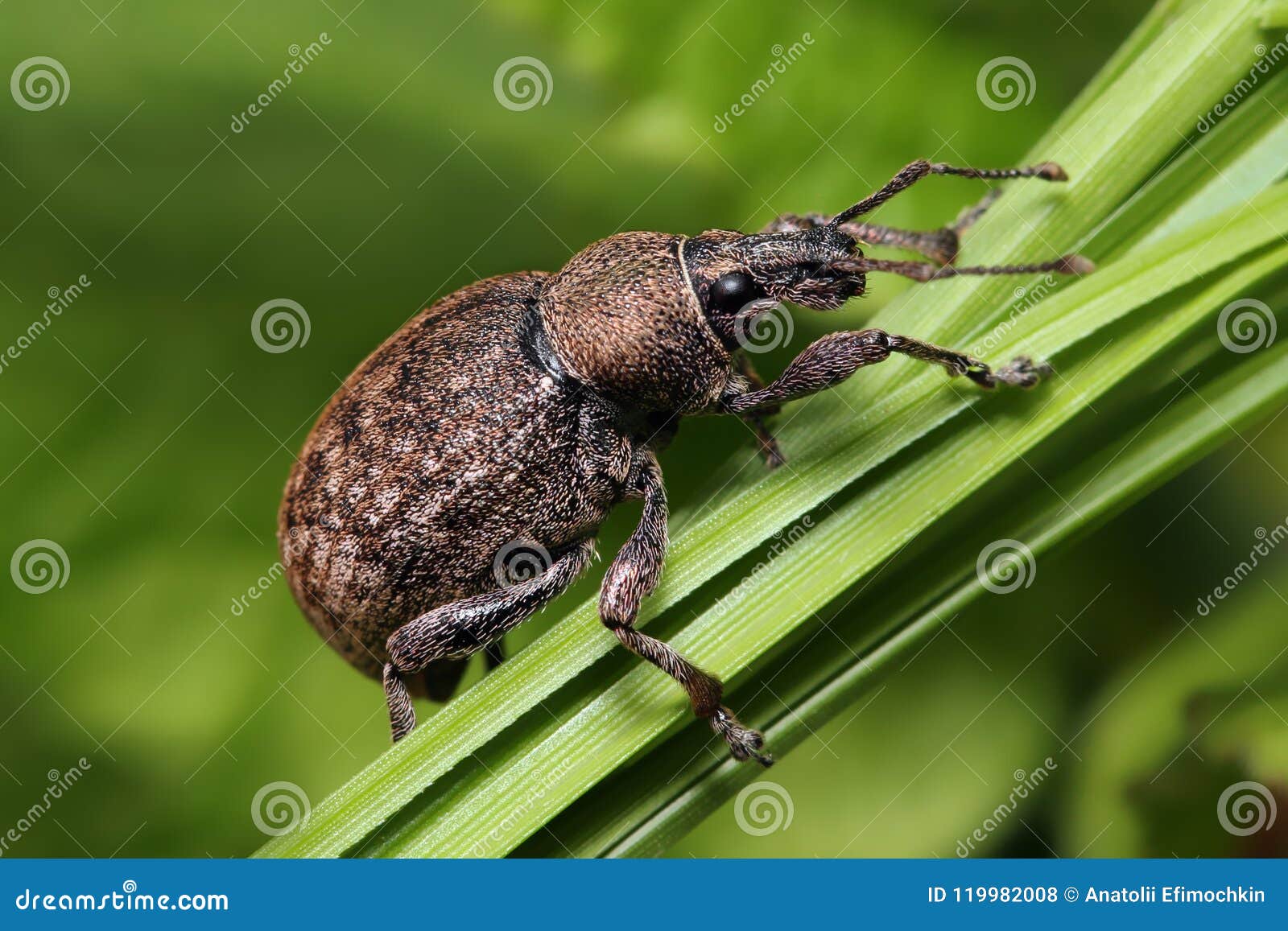 Beetle weevil. stock photo. Image of bites, animals - 119982008