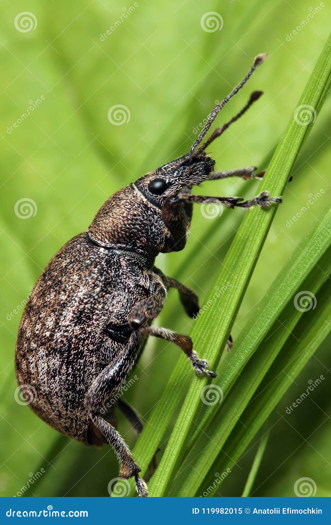 Beetle weevil. stock image. Image of agriculture, animals - 119982015