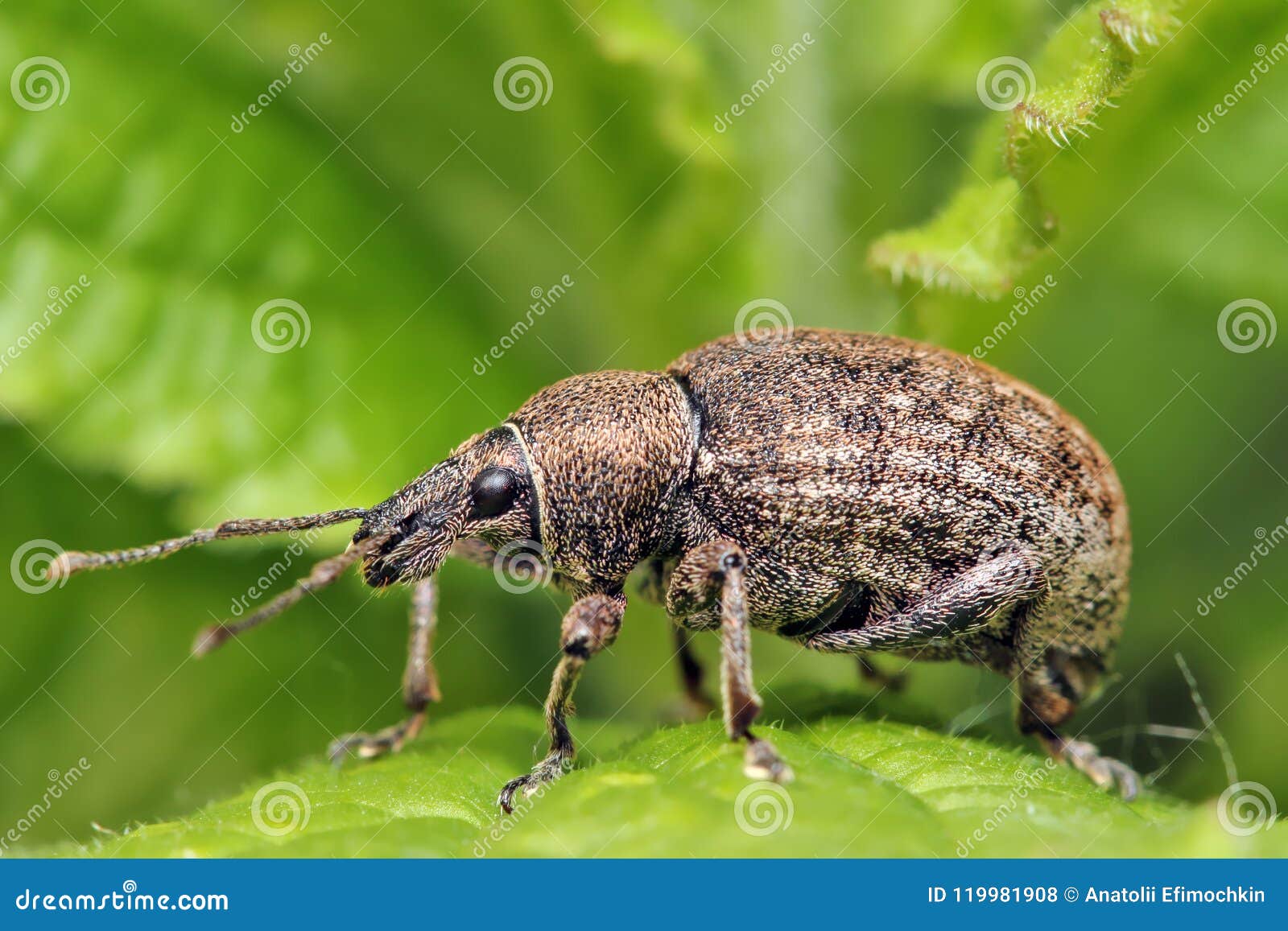 Beetle weevil. stock photo. Image of weevil, animals - 119981908