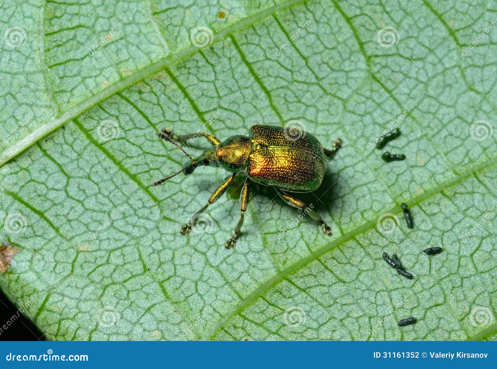 Beetle Weevil Black In Red Dot Brachycerus Ornatus Isolated On White ...