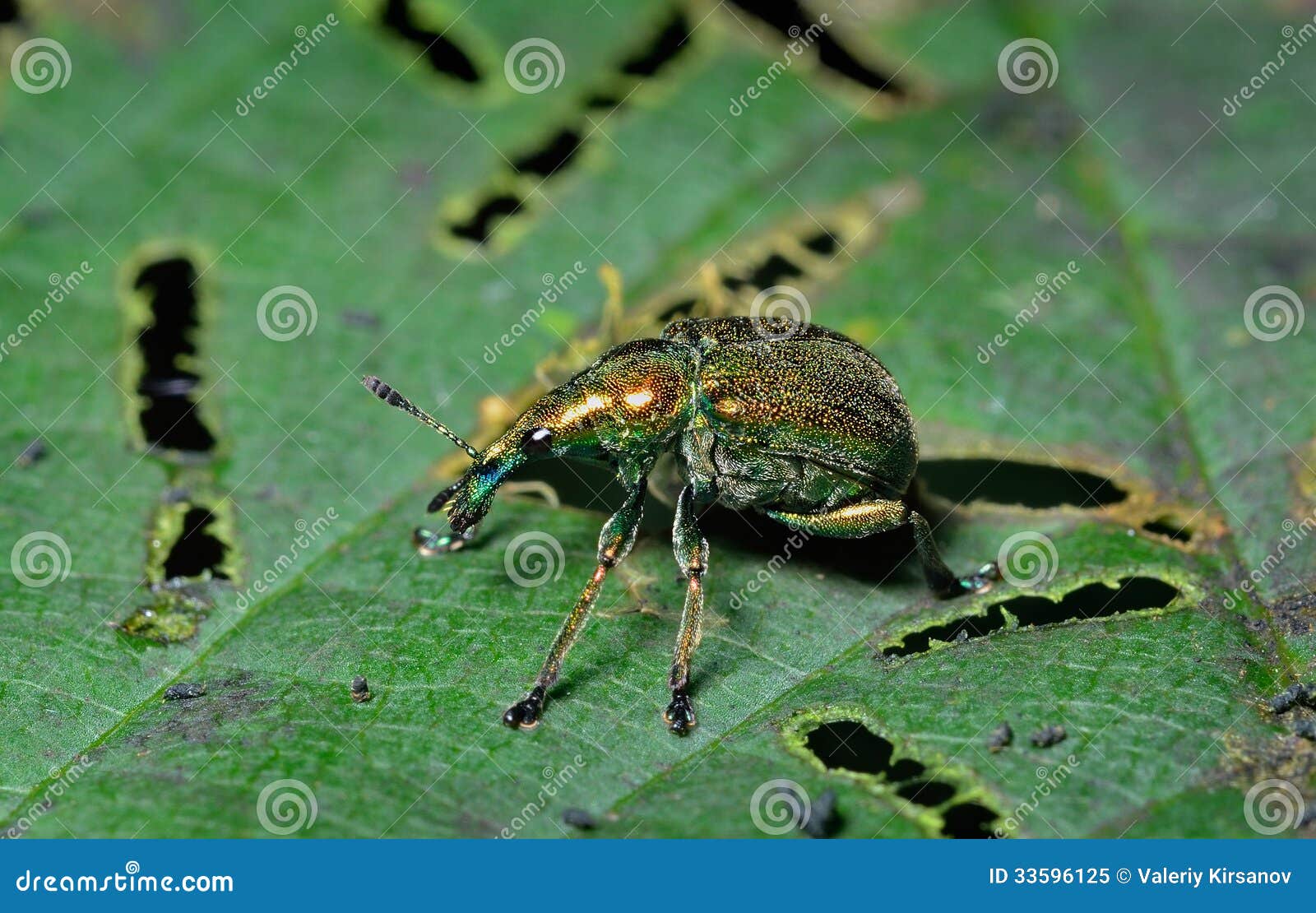 Beetle Weevil Black In Red Dot Brachycerus Ornatus Isolated On White ...