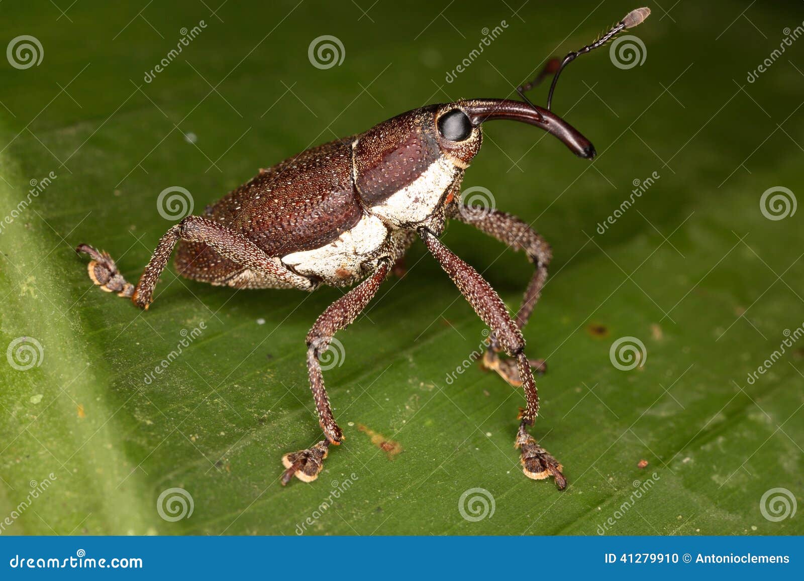Beetle weevil. stock photo. Image of rain, south, tropical - 41279910