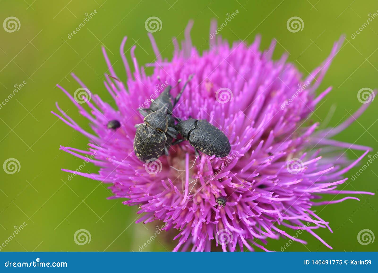 Beetle Weevil Black In Red Dot Brachycerus Ornatus Isolated On White ...