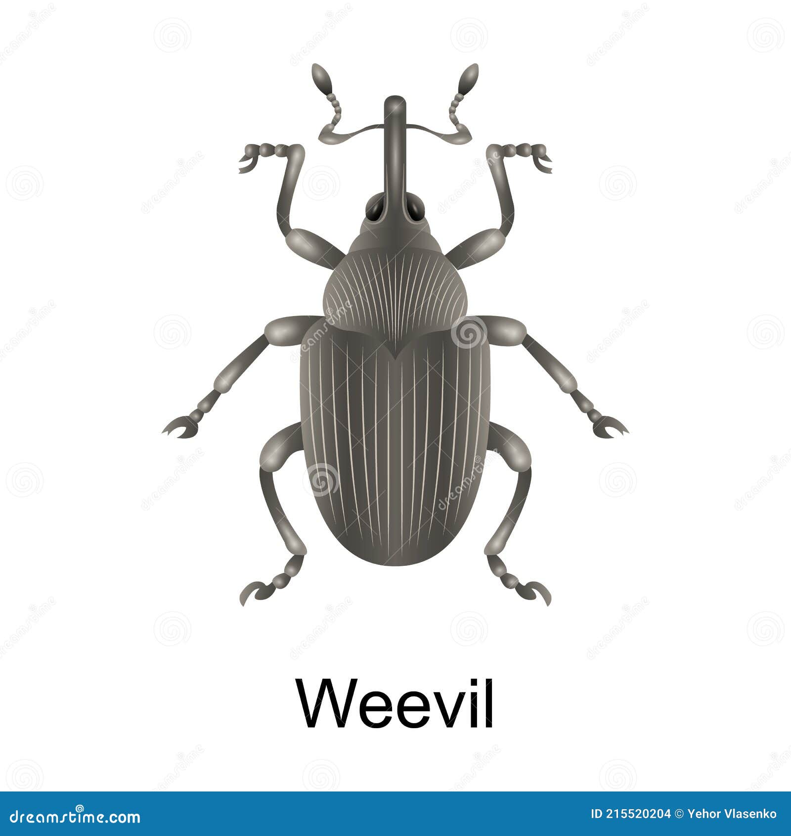 Weevil Vector Black Icon. Vector Illustration Pest Insect Weevil On ...