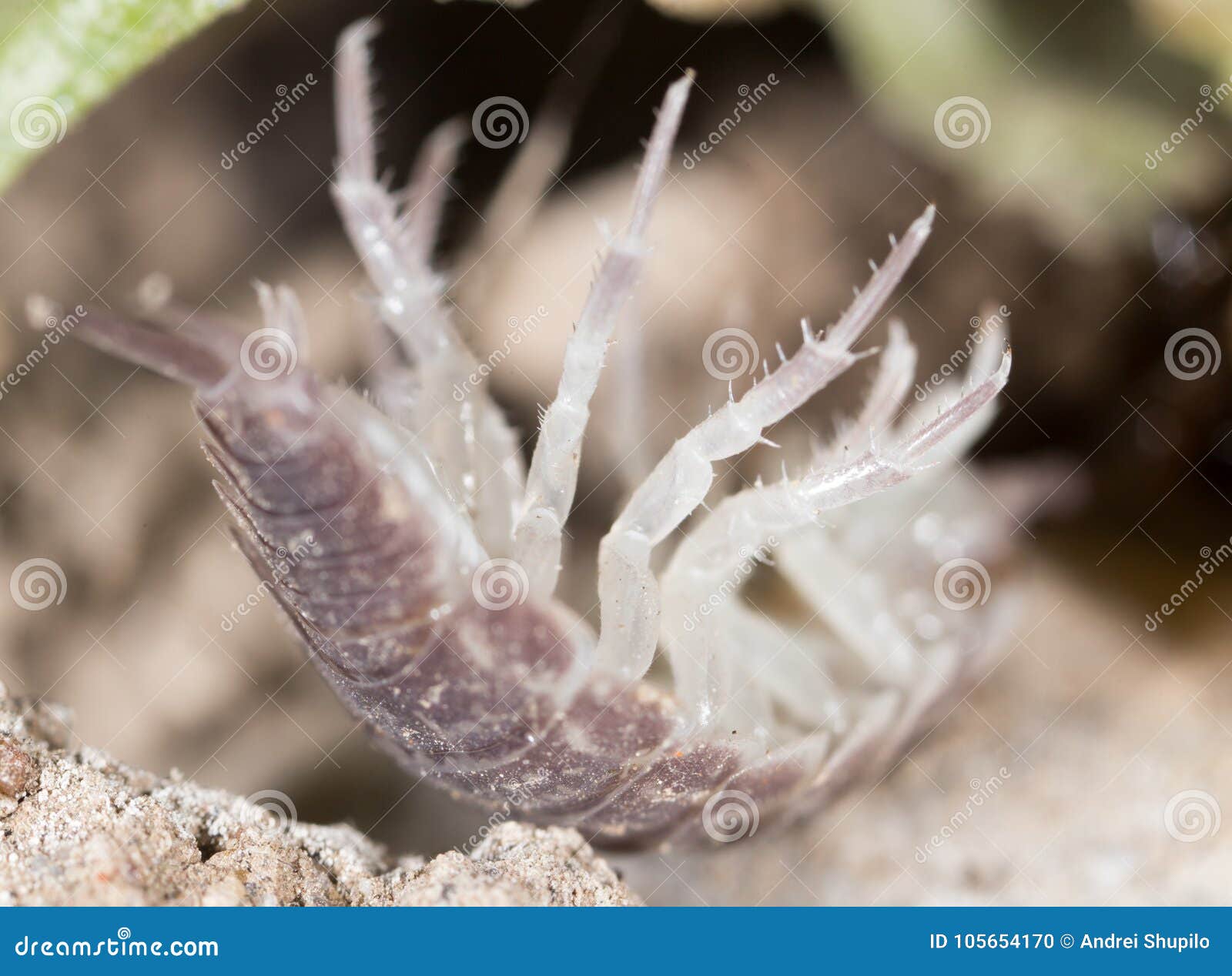 Beetle Wood Louse in the Ground. Macro Stock Photo - Image of closeup ...