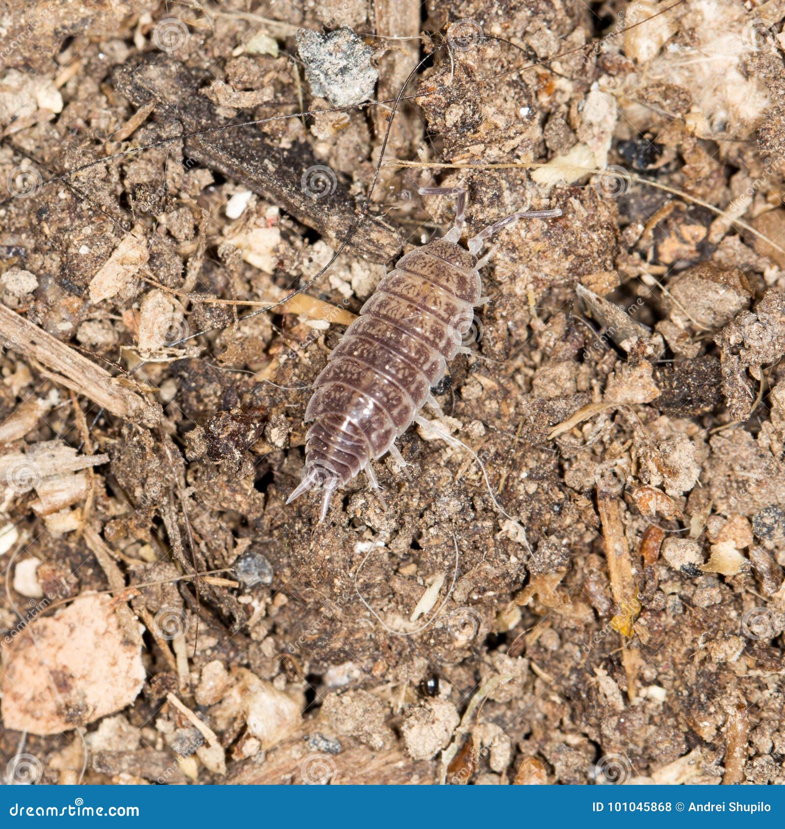 Beetle Wood Louse in Nature Stock Photo - Image of armadillo, hole ...
