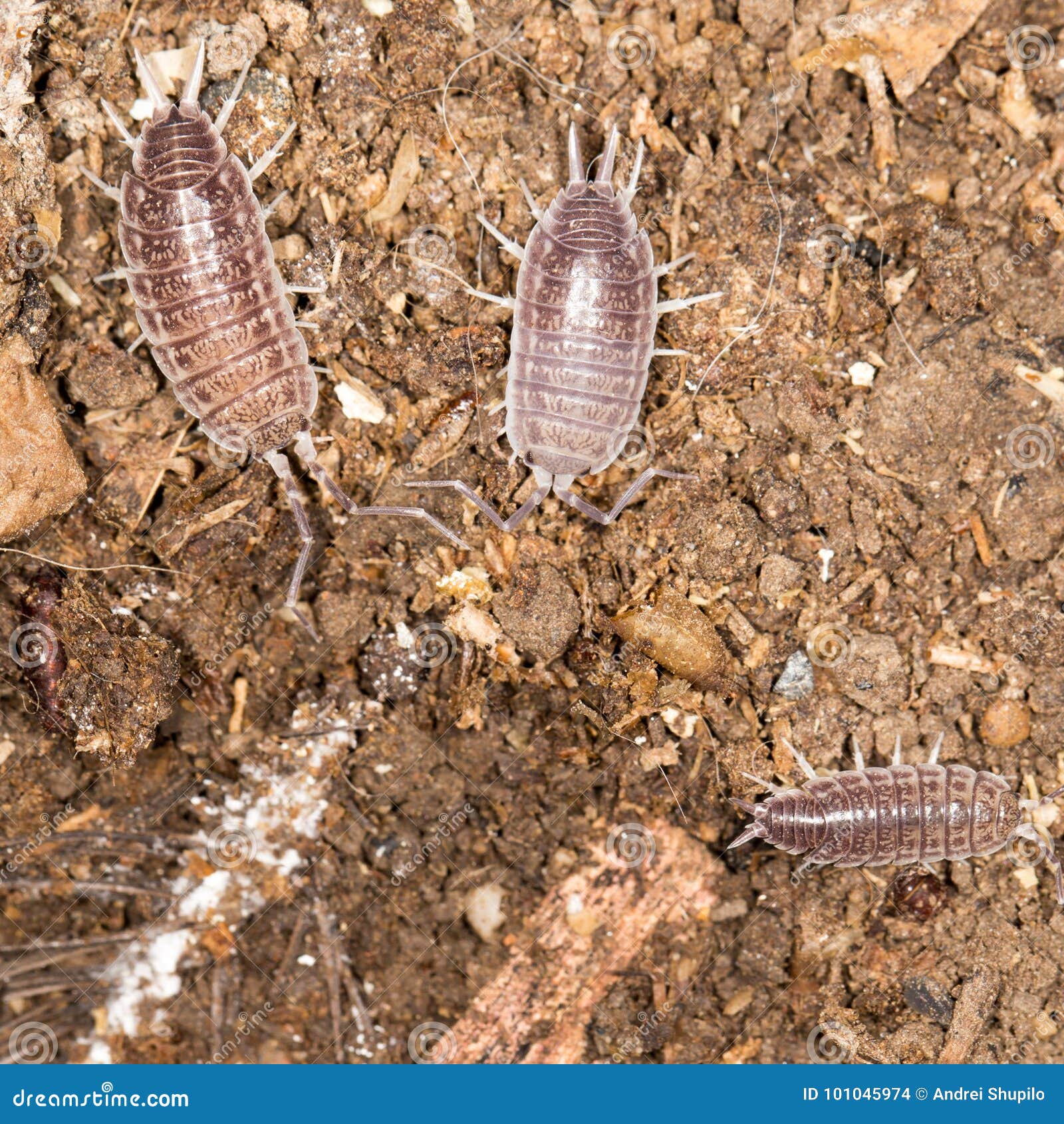 Beetle Wood Louse in Nature Stock Photo - Image of antenna ...