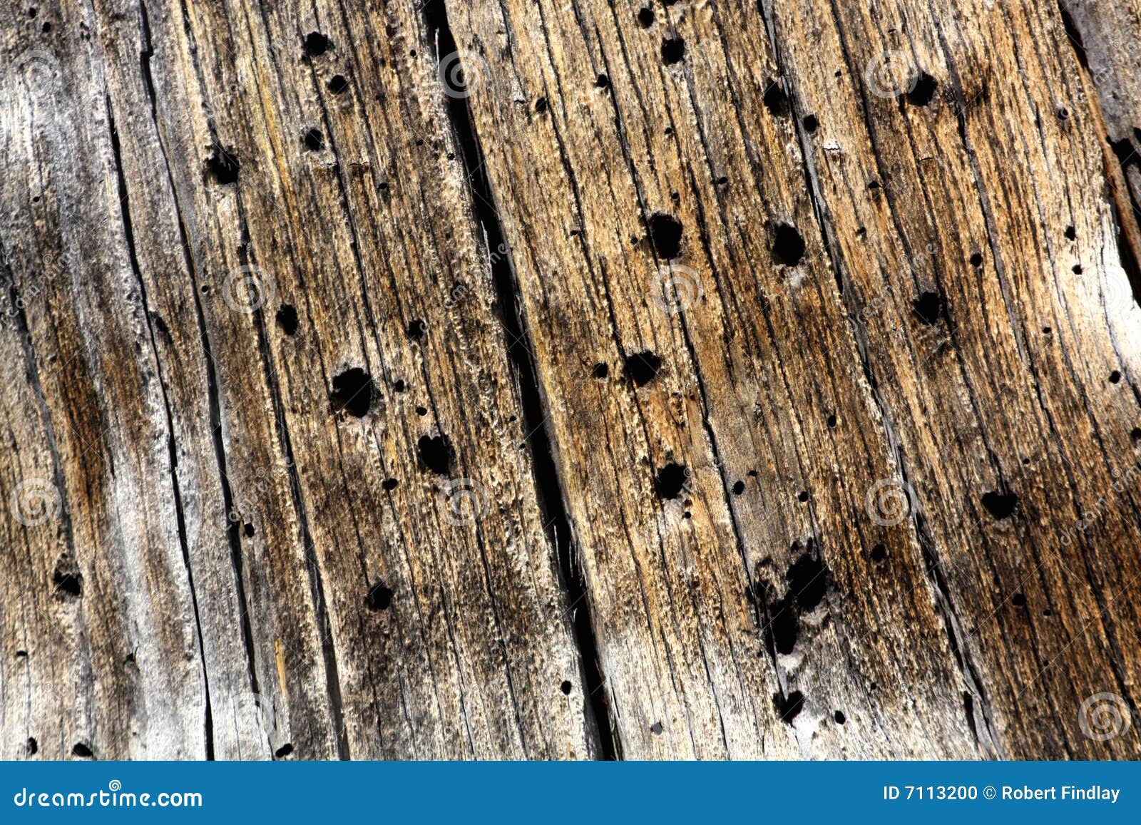 2,238 Beetle Wood Texture Photos - Free & Royalty-Free Stock Photos ...