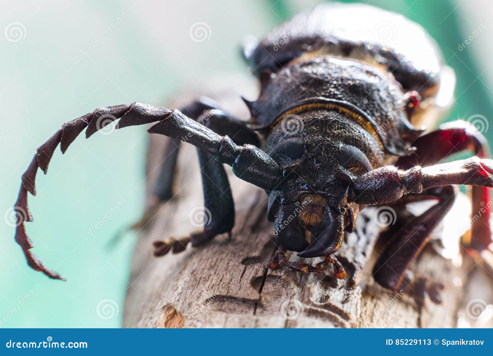 Beetle Woodcutter stock image. Image of pine, woodcutter - 85229113