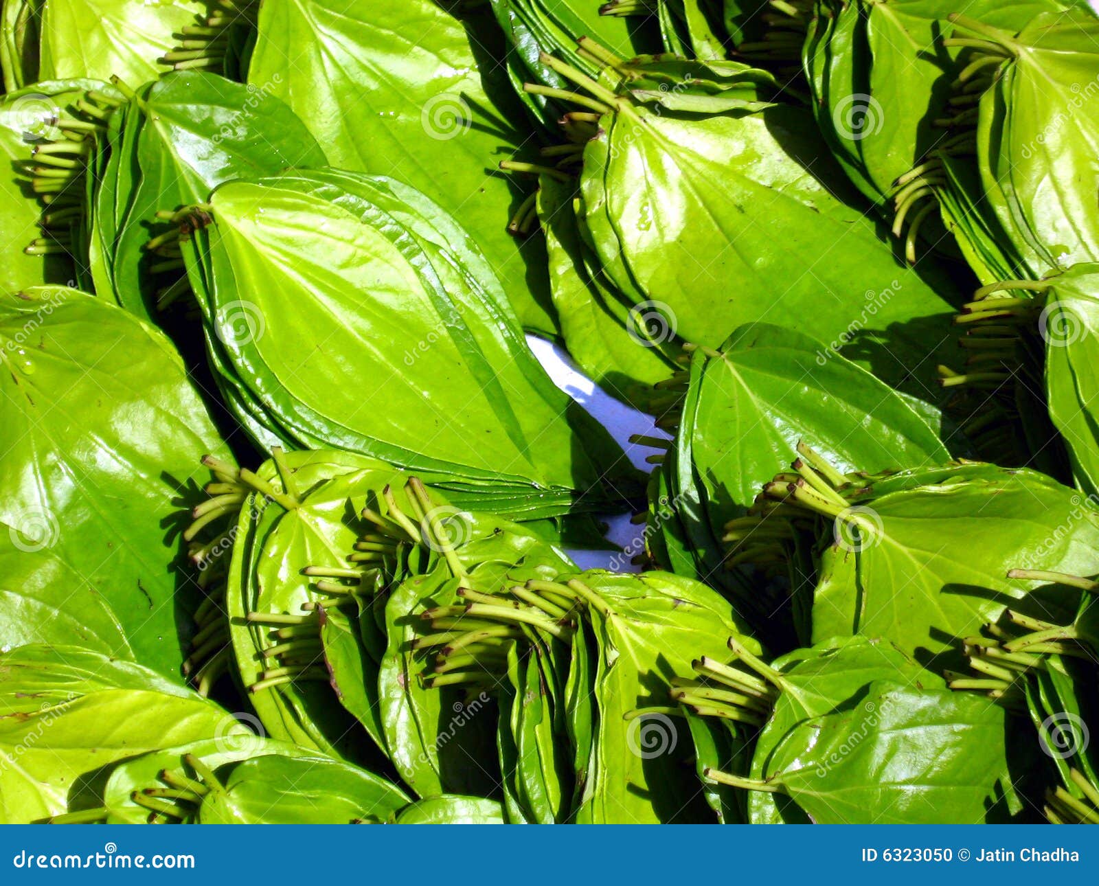 Beetlenut Leaves stock photo. Image of shining, color - 6323050
