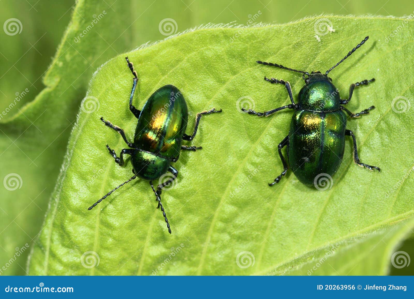 Beetles stock photo. Image of beetles, natural, wild - 20263956