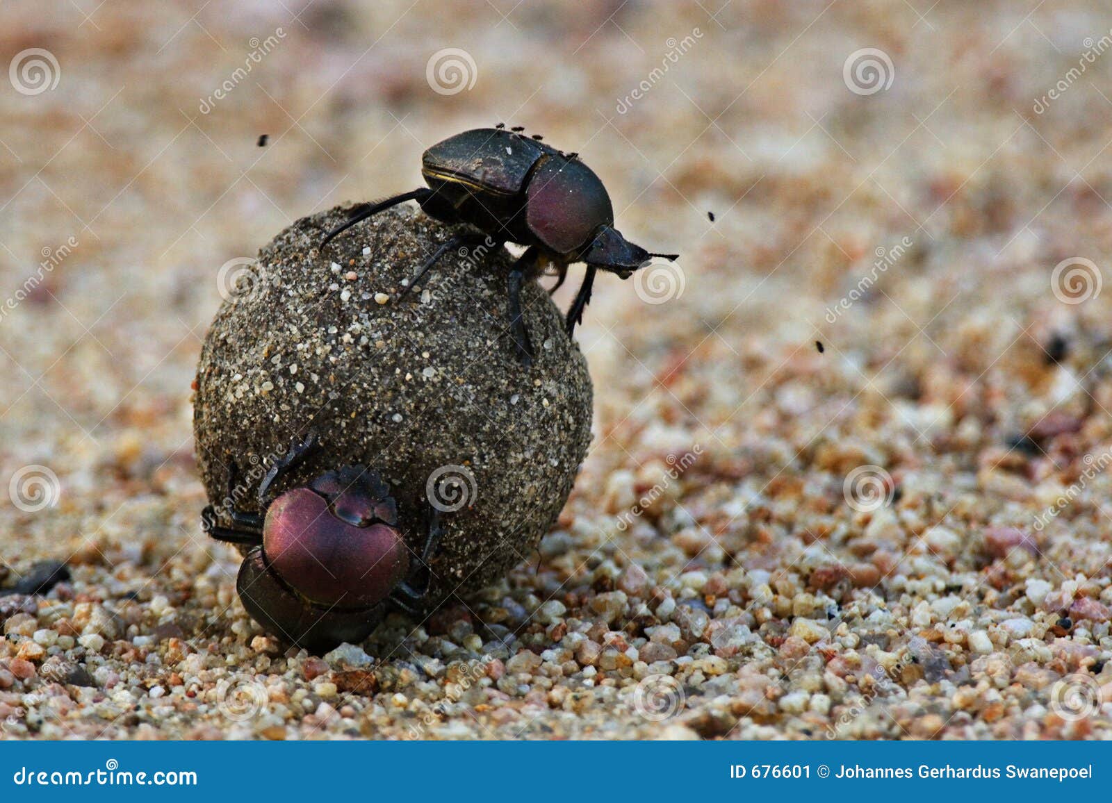 Beetles stock image. Image of shit, body, fauna, pair, open - 676601