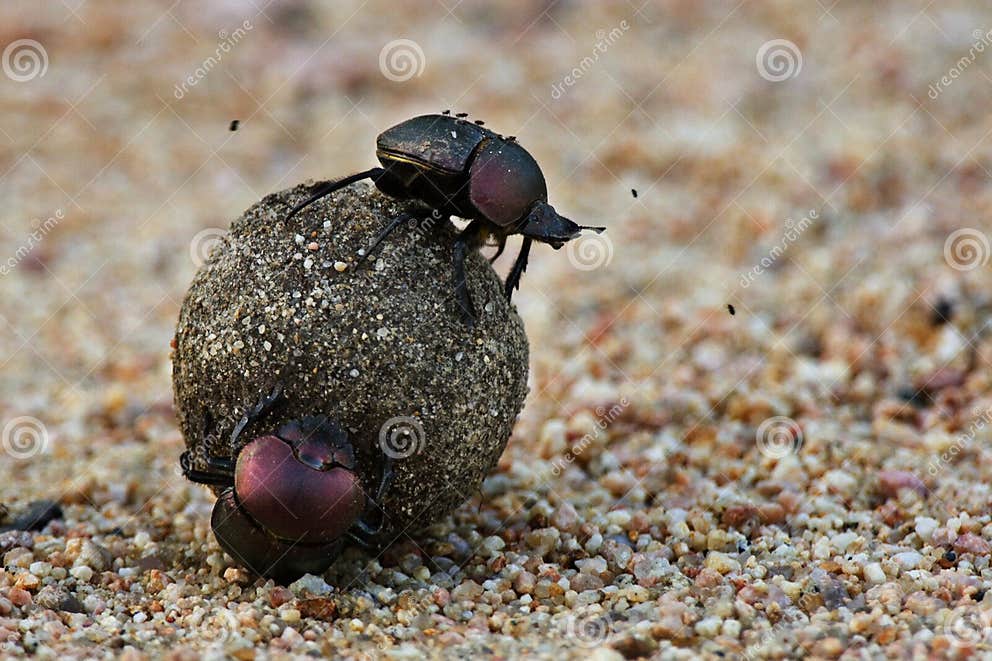 Beetles stock image. Image of shit, body, fauna, pair, open - 676601