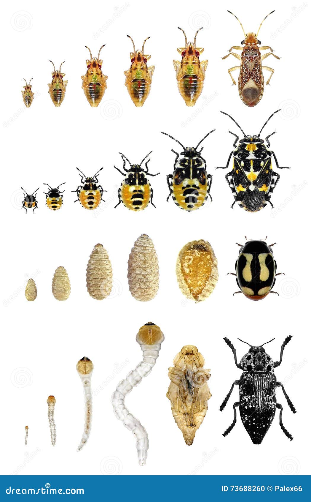 Beetles and Bugs Life Stages Stock Photo - Image of closeup, fauna ...