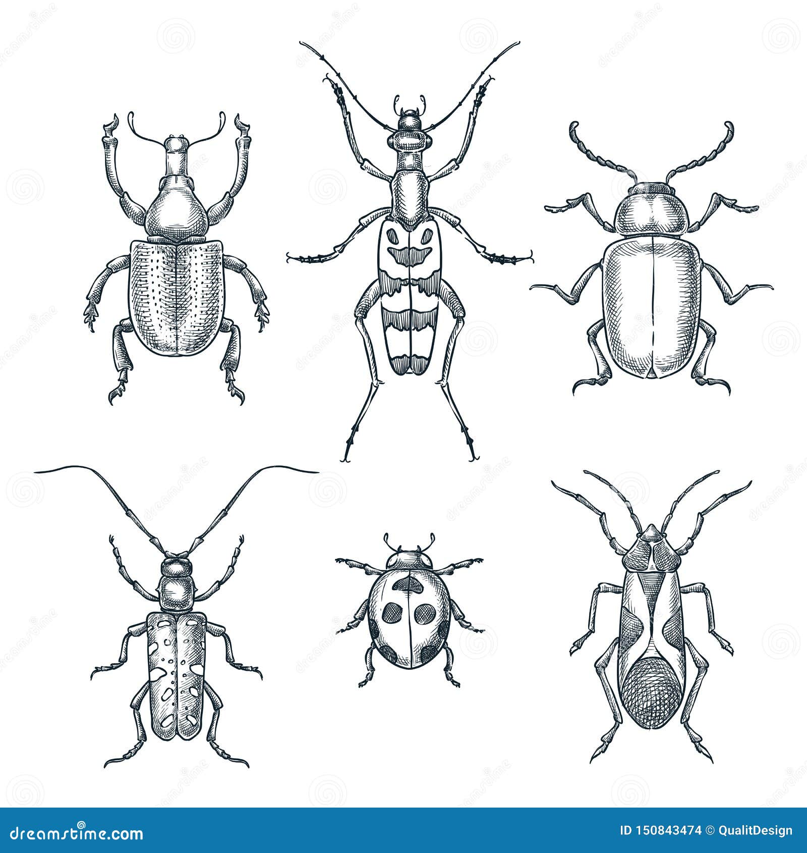 Beetles and Bugs Vector Sketch Illustration. Set of Doodle Hand Drawn ...