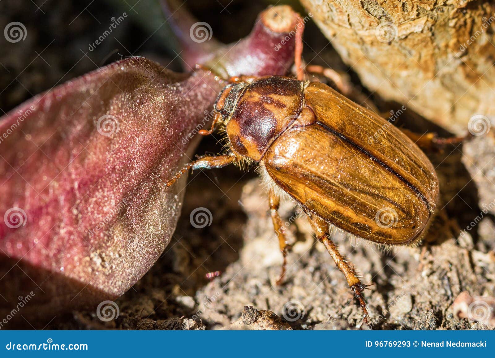 Beetles: Cockchafer or Maybug Melolontha Melolontha Stock Image - Image ...