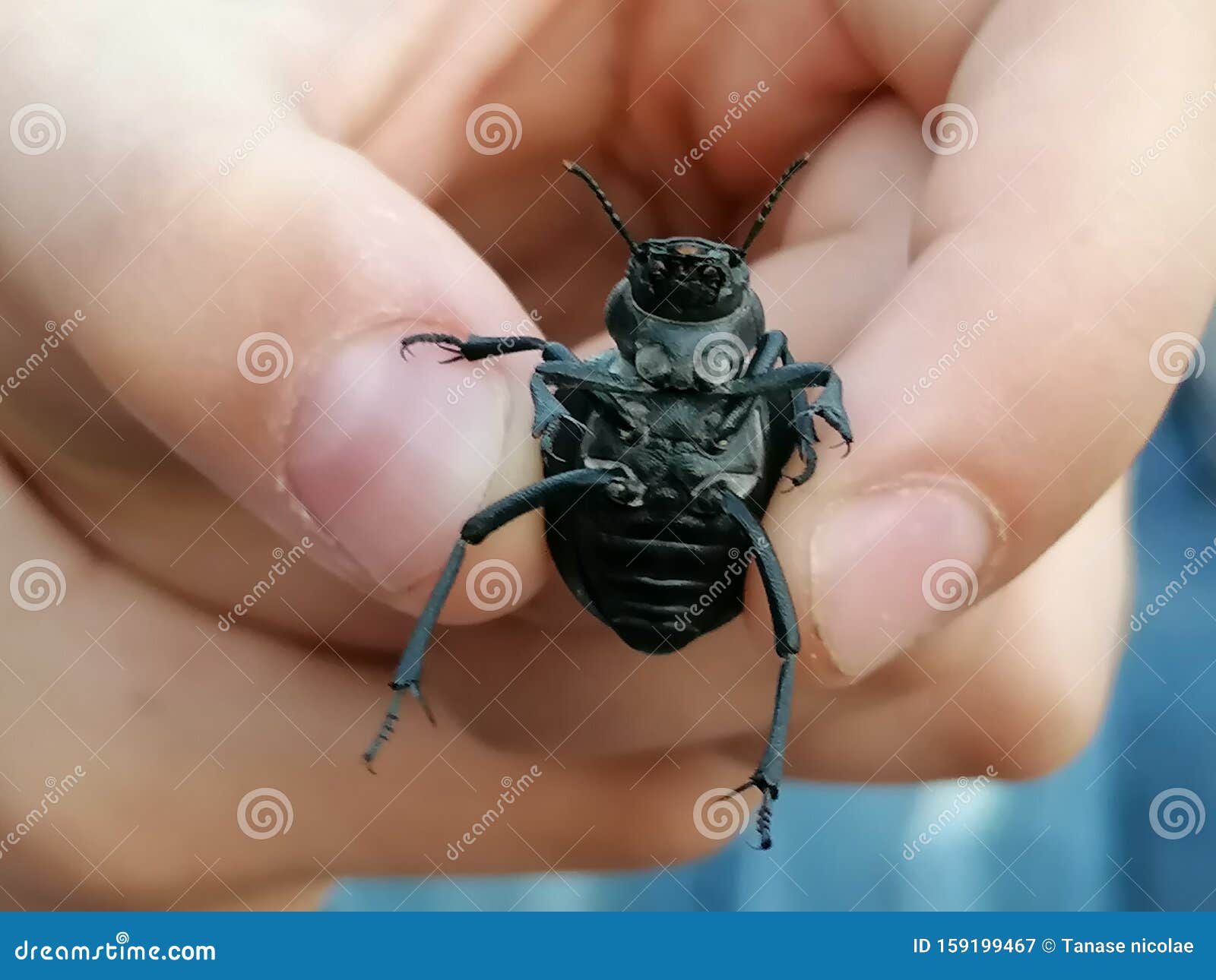 Animal, Beetle, Carapace, Day, Horns, Insect, Macro, Nature, Shine ...