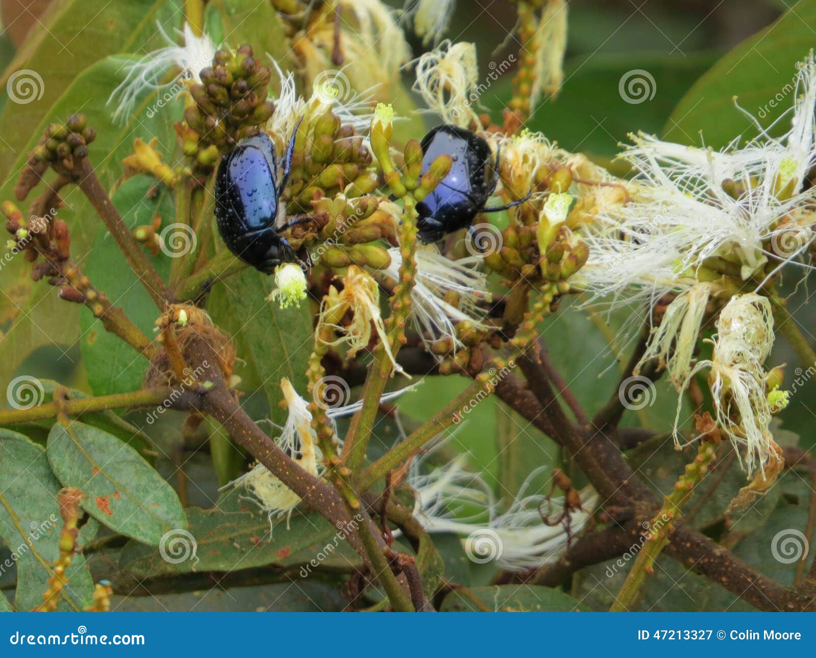 Beetles stock image. Image of animal, costa, wildlife - 47213327