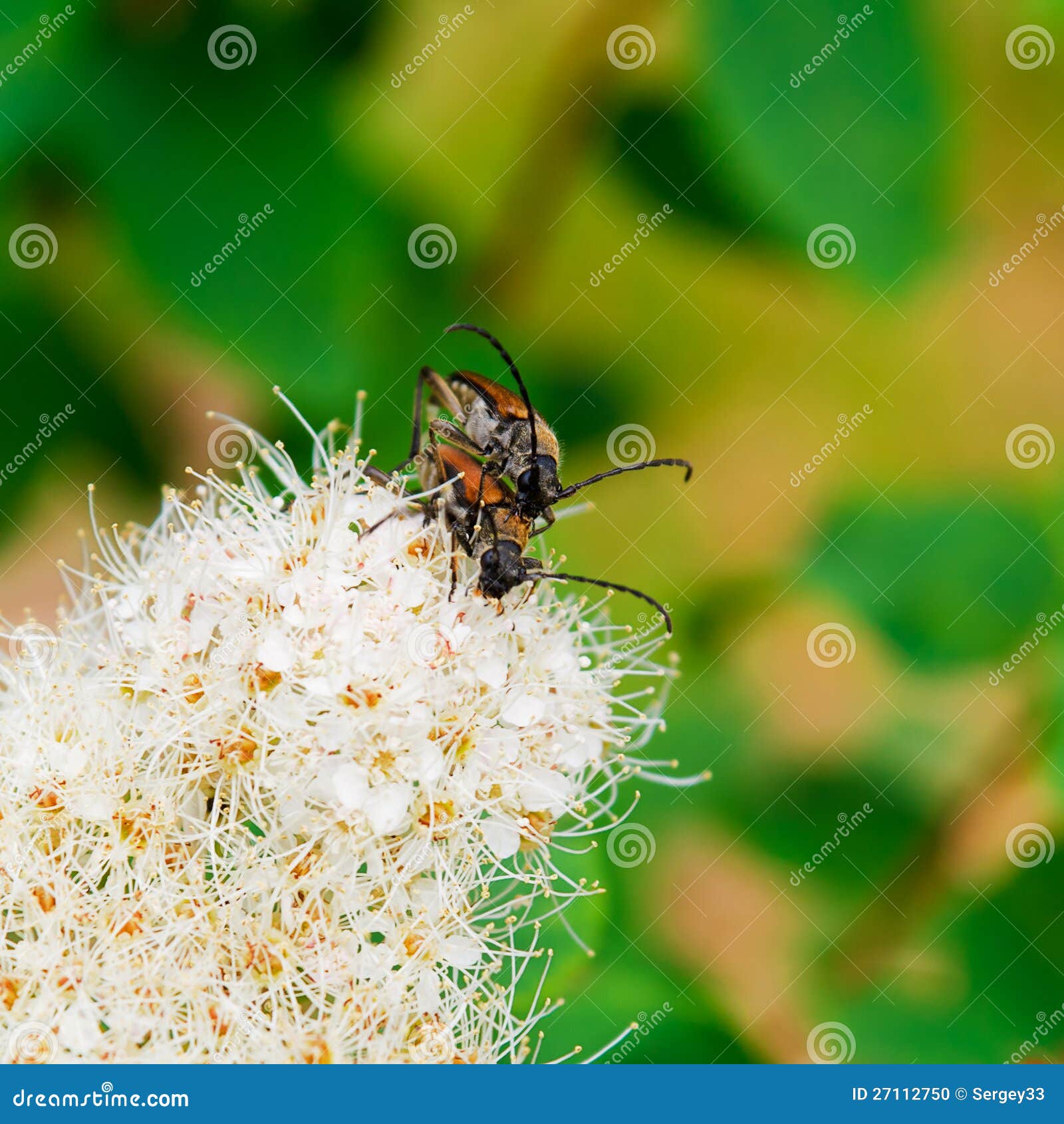 Beetles currant tip borers stock photo. Image of insect - 27112750
