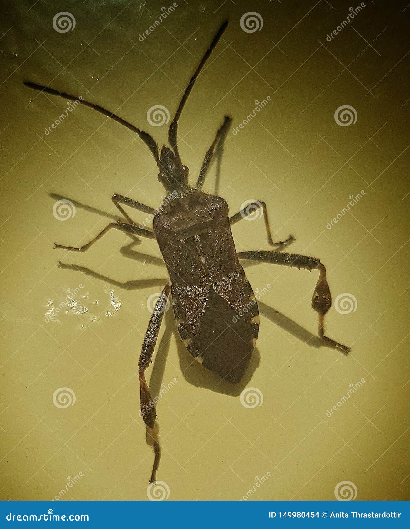 Beetles are cute stock photo. Image of insect, netherlands - 149980454