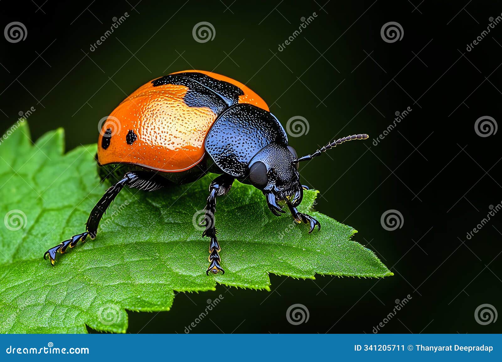 Plant, Insect, Trapped, Leaves, Curl, Prey, Digest Vintage Illustration Cartoon Vector ...