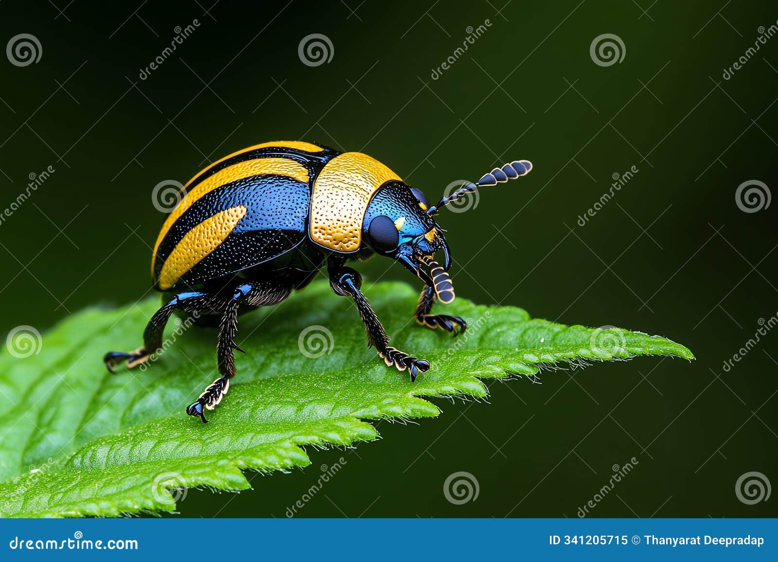 Plant, Insect, Trapped, Leaves, Curl, Prey, Digest Vintage Illustration Cartoon Vector ...