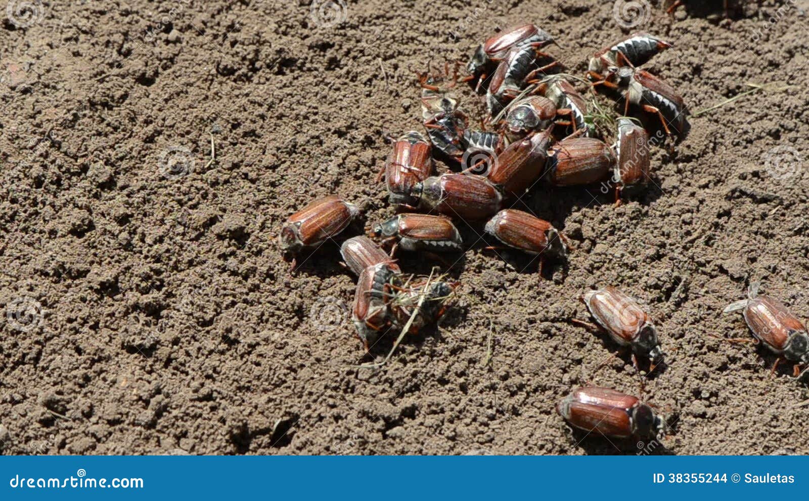 Bunch Beetles Stock Footage & Videos - 29 Stock Videos