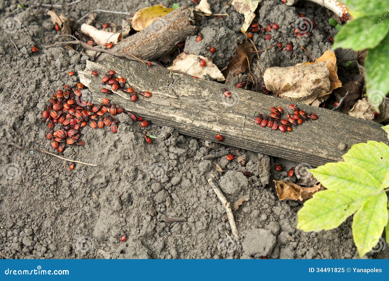Beetles on the ground stock image. Image of outside, beetles - 34491825