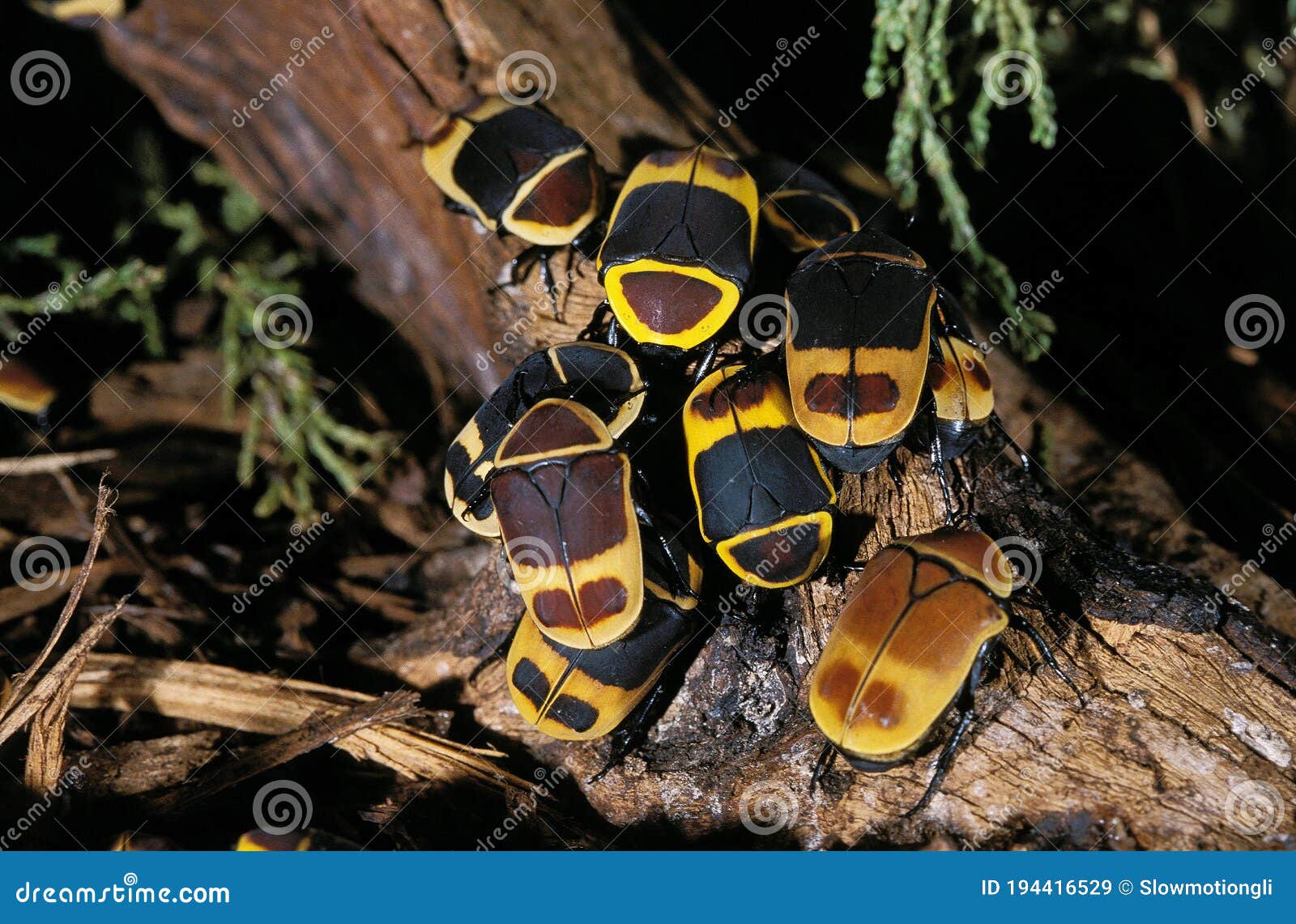 BEETLES, GROUP on a BRANCH, CONGO Stock Image - Image of congo, outdoor ...