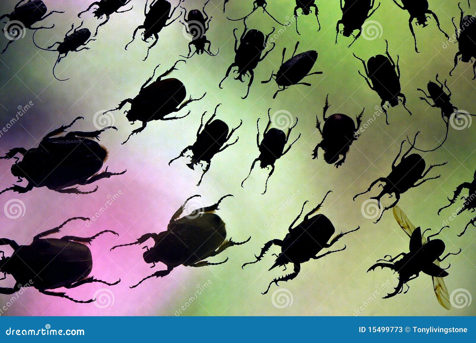 Beetles, Insects, Bugs Are A Group Of Insects Form The Order Coleoptera ...