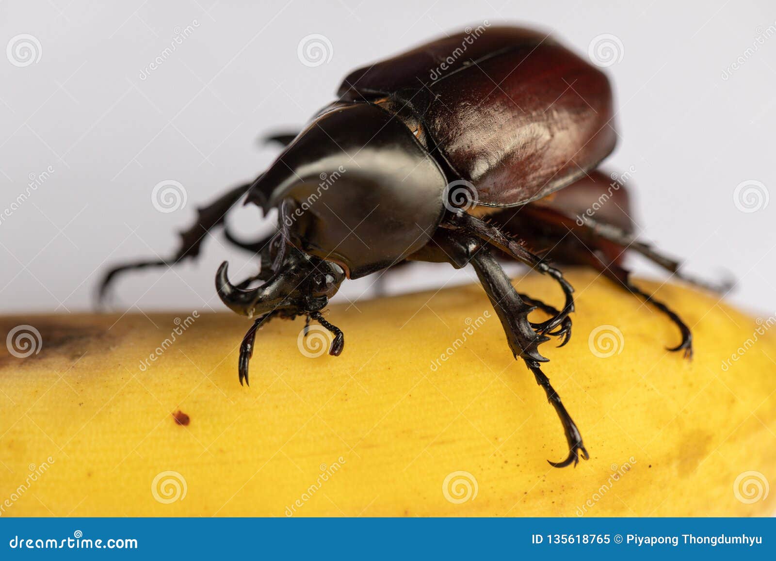 Beetles, Insects, Bugs are a Group of Insects Form the Order Coleoptera ...