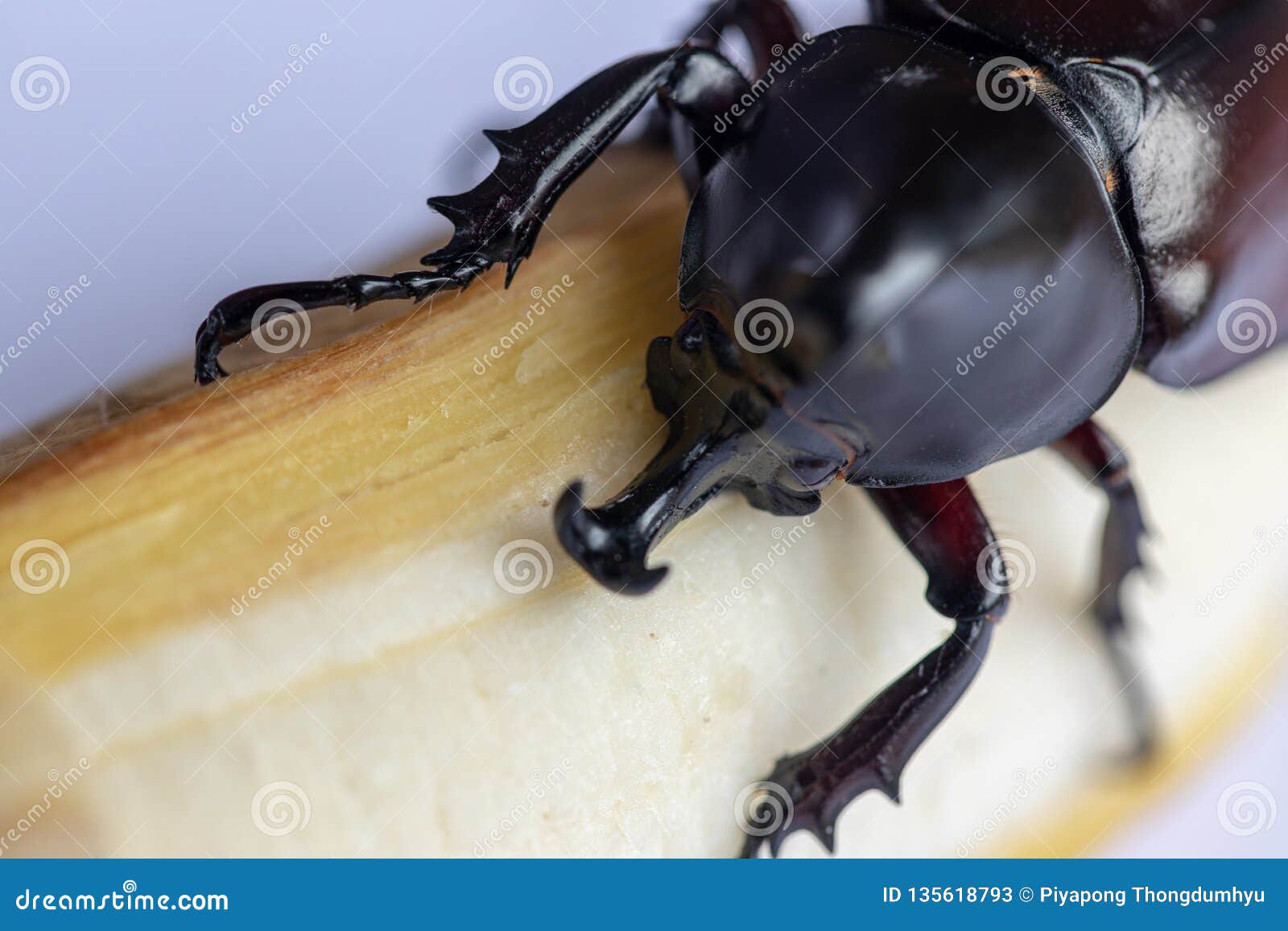 Beetles, Insects, Bugs are a Group of Insects Form the Order Coleoptera ...