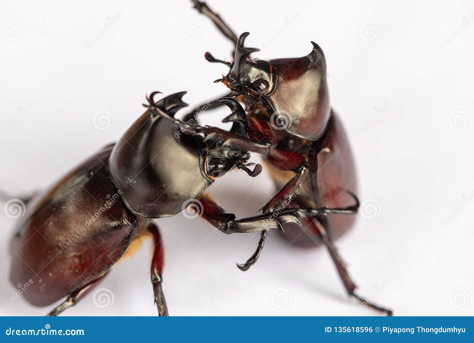 Beetles, Insects, Bugs are a Group of Insects Form the Order Coleoptera ...