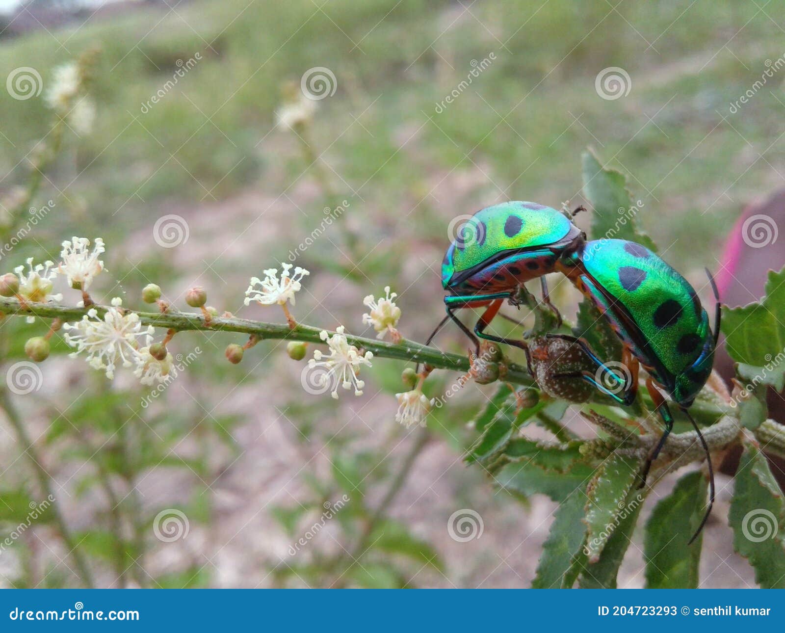 Beetles Involved in Reproduction Stock Image - Image of pest, leaf ...