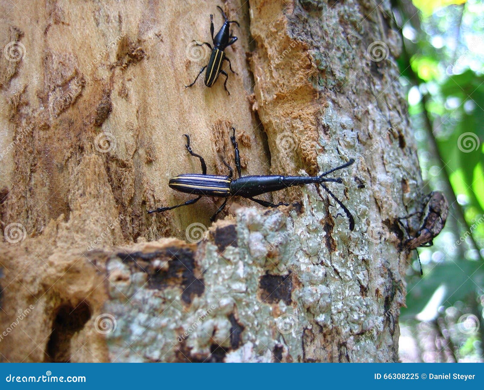 Beetles stock image. Image of guatemala, insects, beetles - 66308225