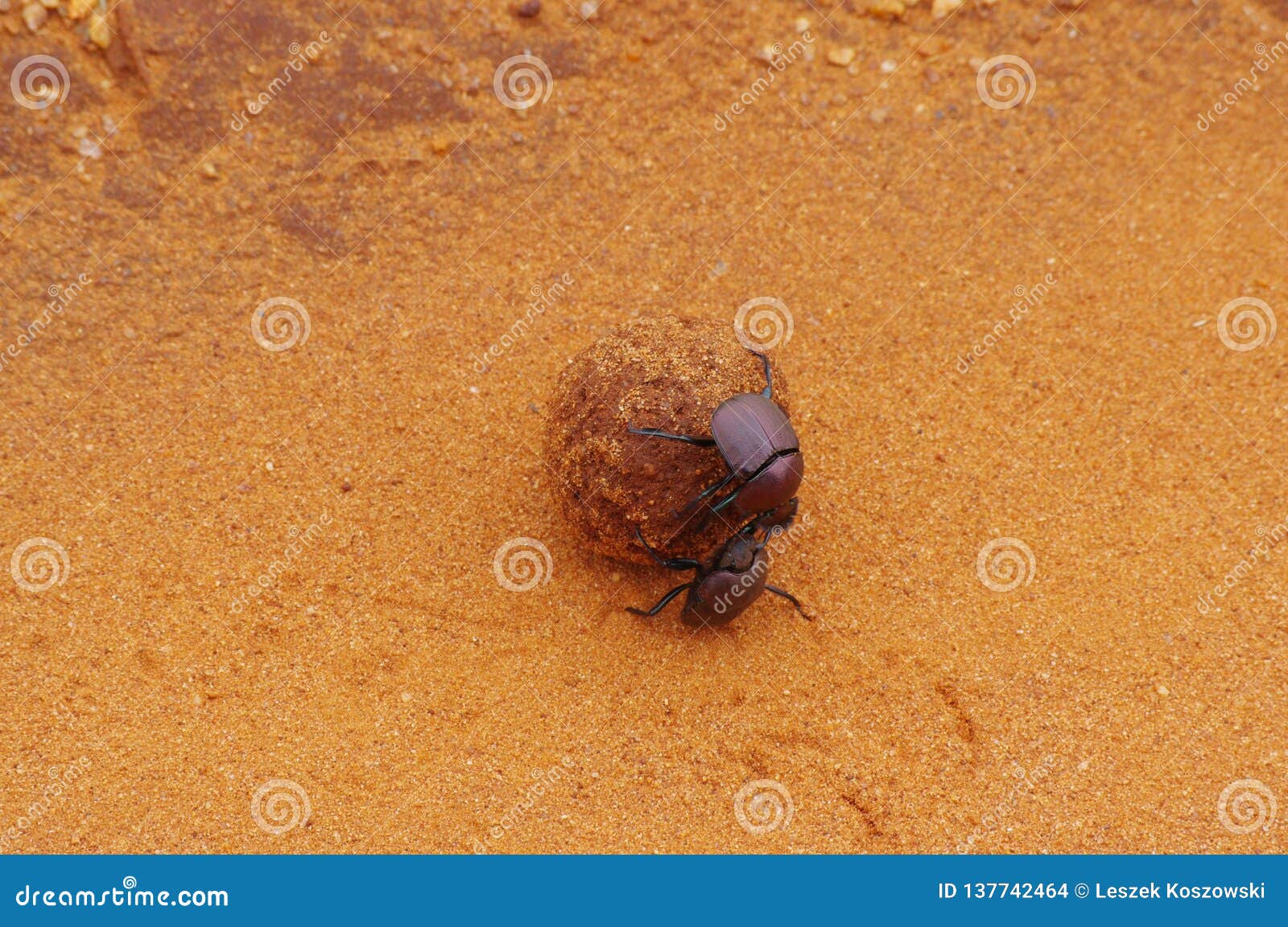 Beetles Kenya stock photo. Image of savanna, beetles - 137742464