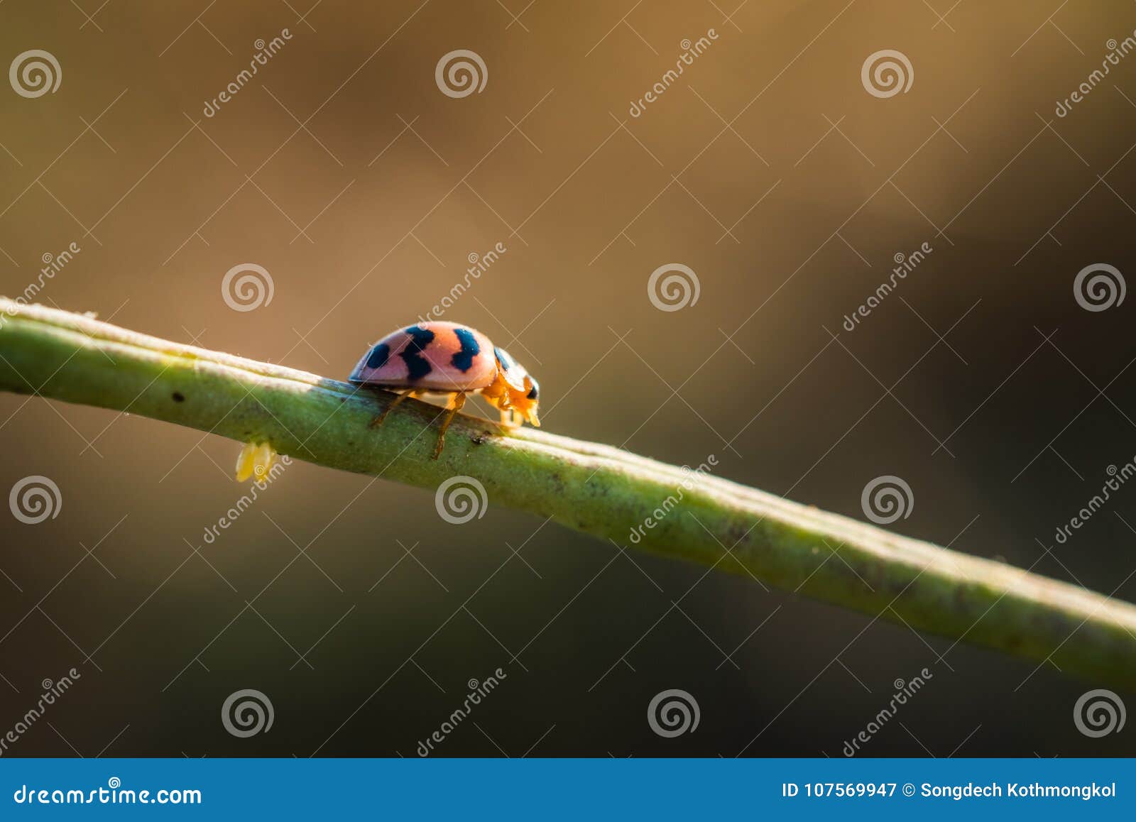 Beautiful Ladybug on the Branch Stock Image - Image of insect, ladybug ...