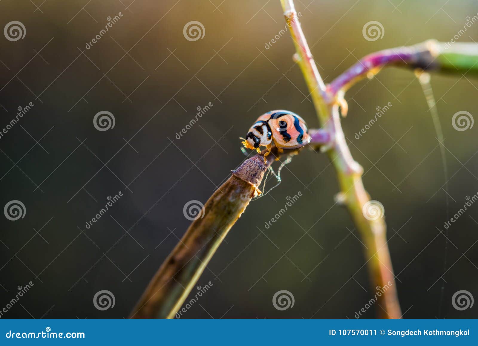 Beautiful Ladybug on the Branch Stock Image - Image of ladybird, garden ...