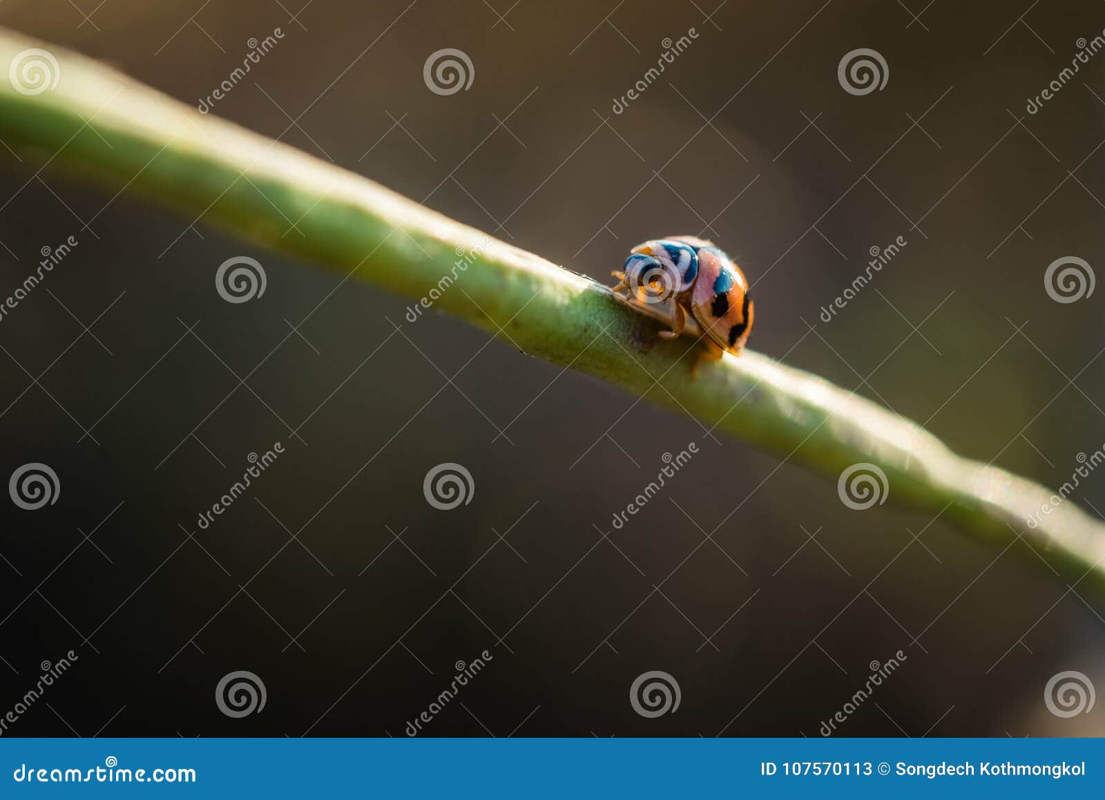 Beautiful Ladybug on the Branch Stock Image - Image of macro, plant ...