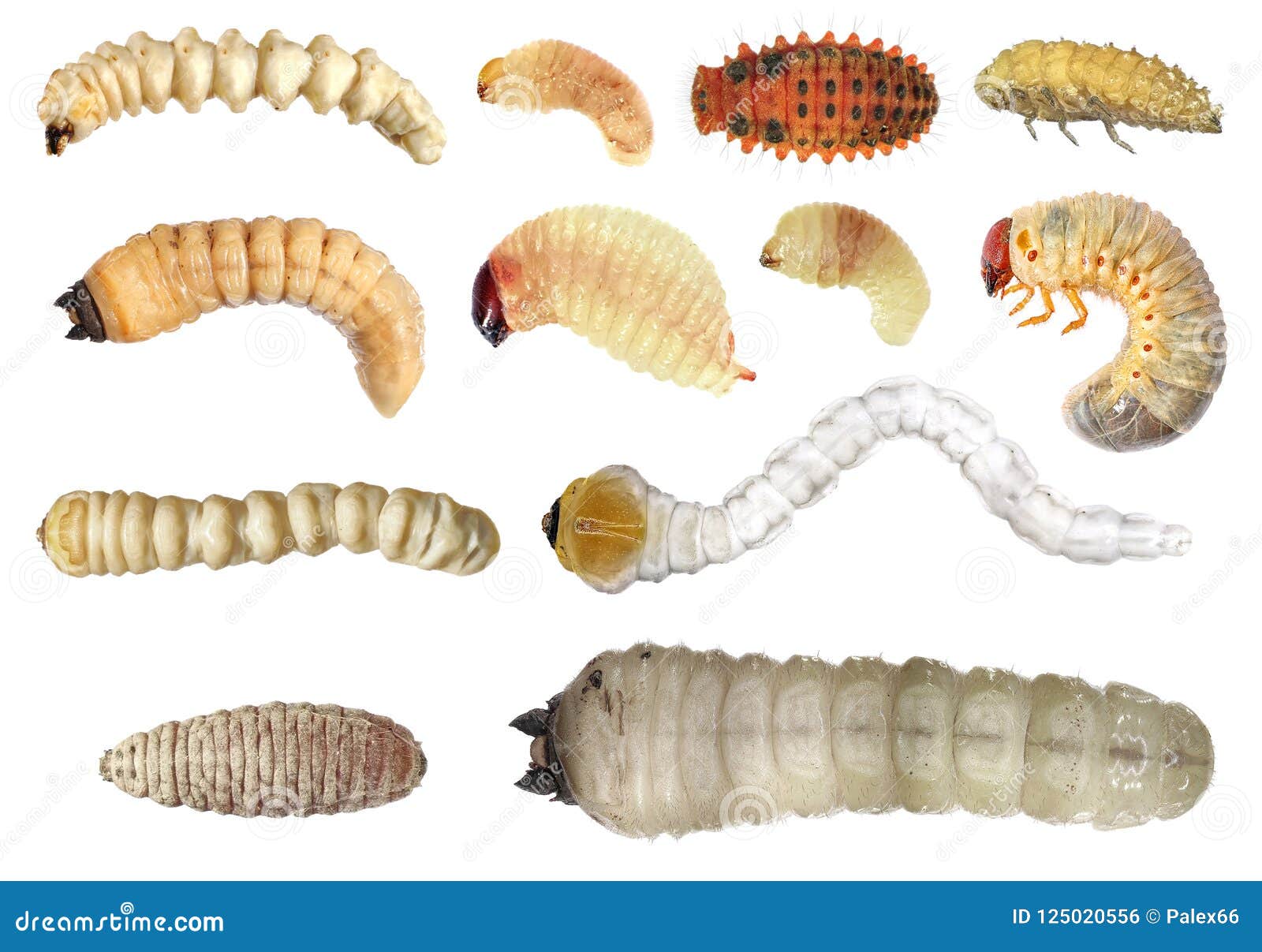 Beetles Larvae, Texture Background Of Beetles Larvae Stock Photography ...