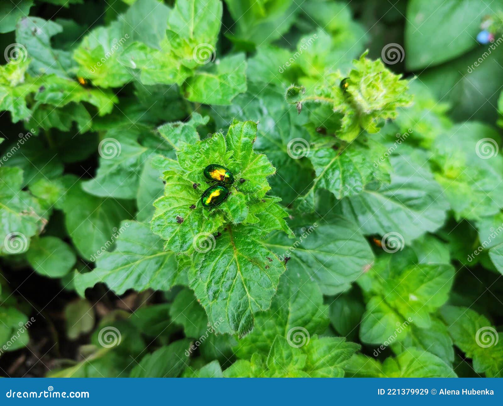 Beetles on leaves stock image. Image of nature, green - 221379929